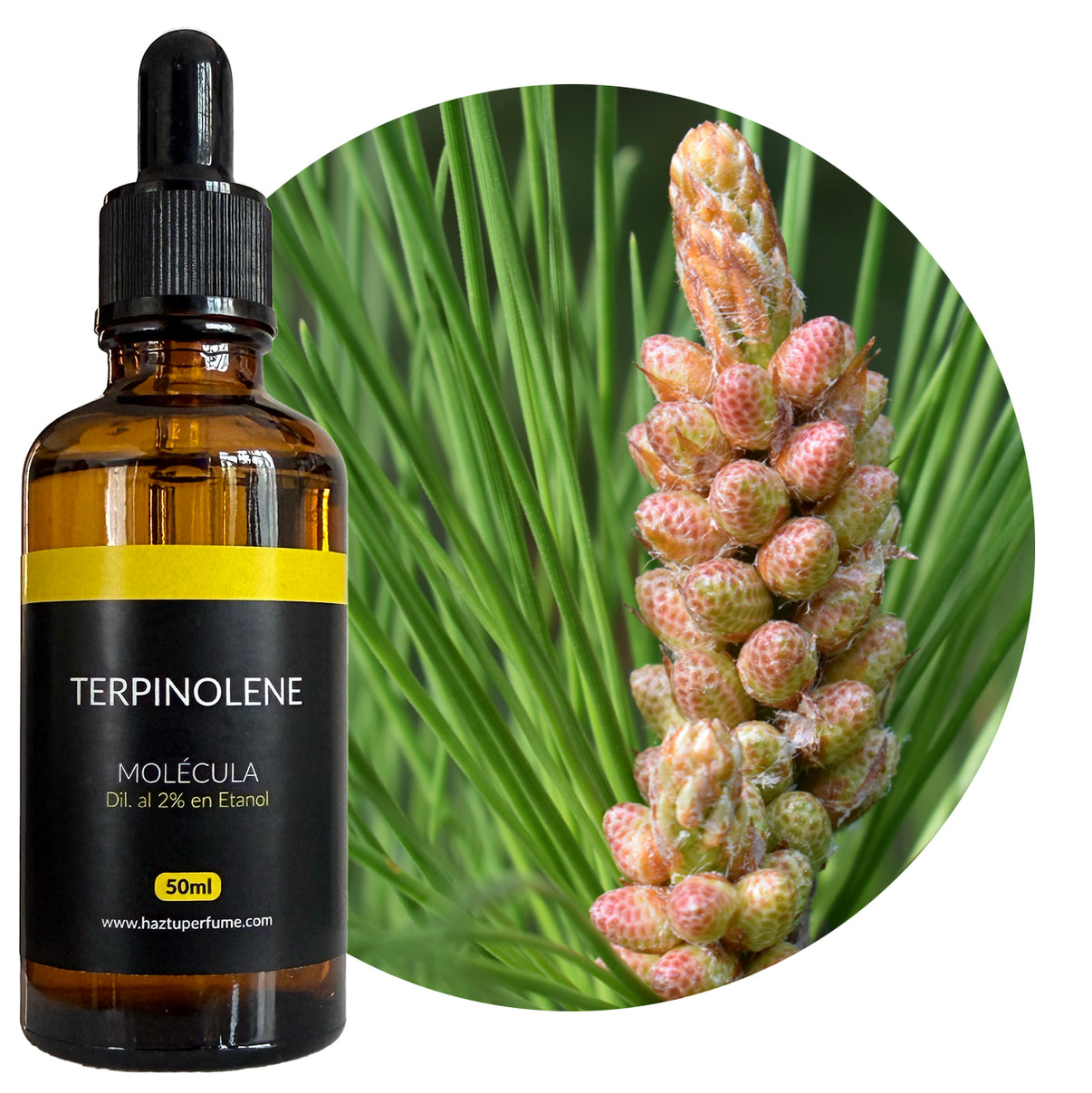 Terpinolene – Haz tu Perfume